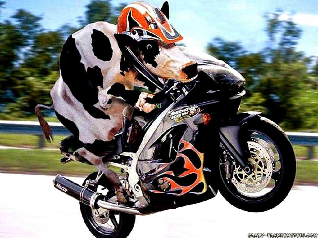 GEBELET: Cow on motorcycle funny animal wallpapers