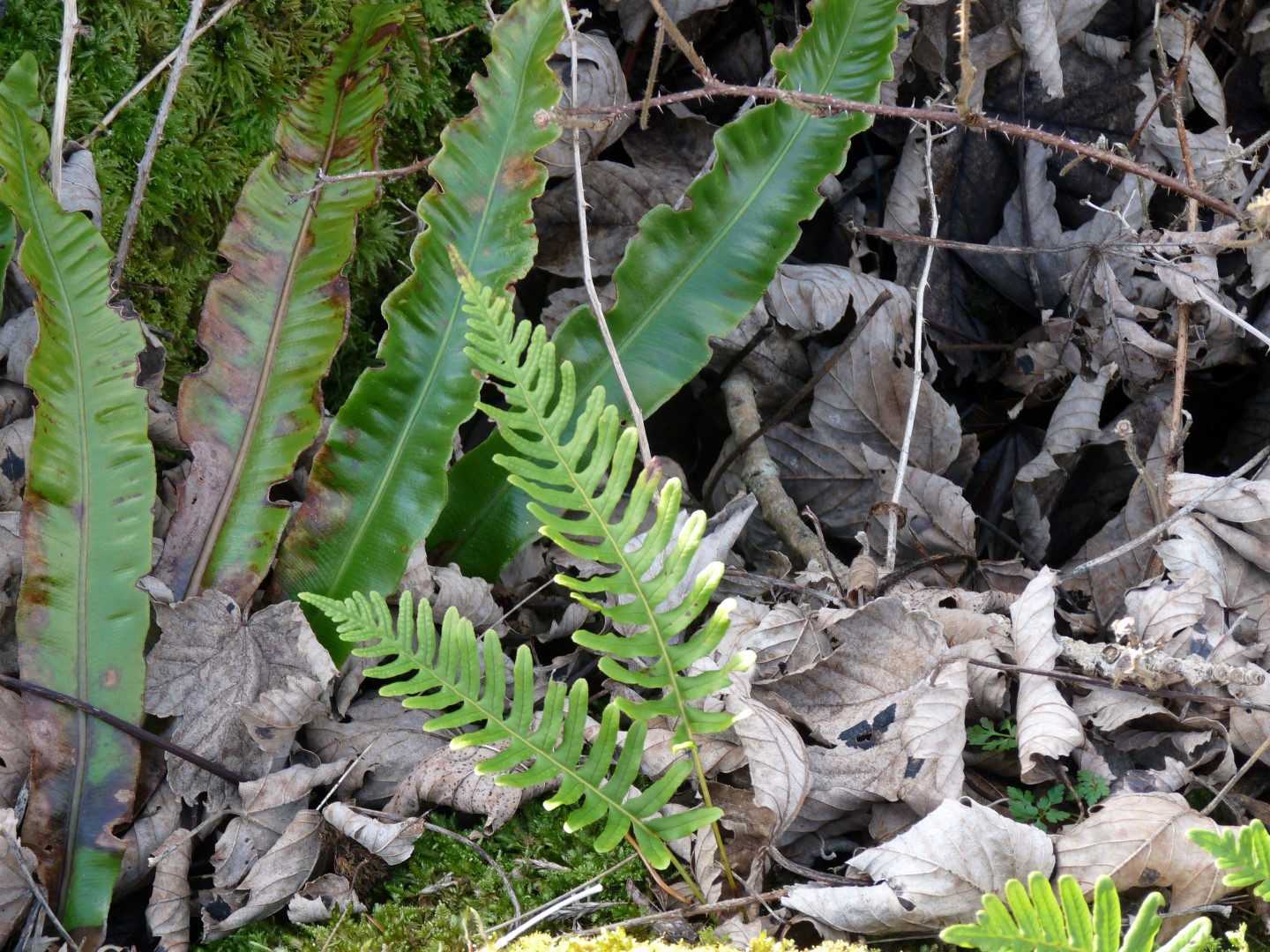 Hutton Roof's Special Ferns and More: Polypodium vulgare (Common Polypody)