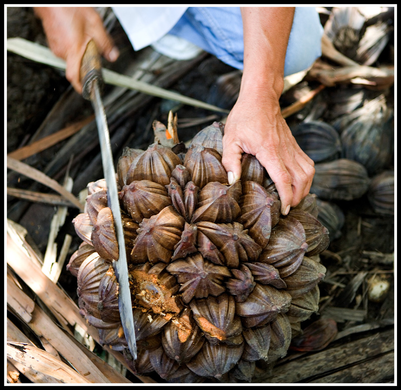 kebun nipah: Nipah Peluang Besar yang di abaikan