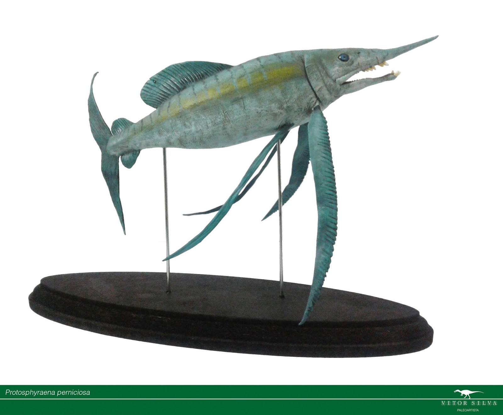 Vitor Silva - Paleoartista: Protosphyraena