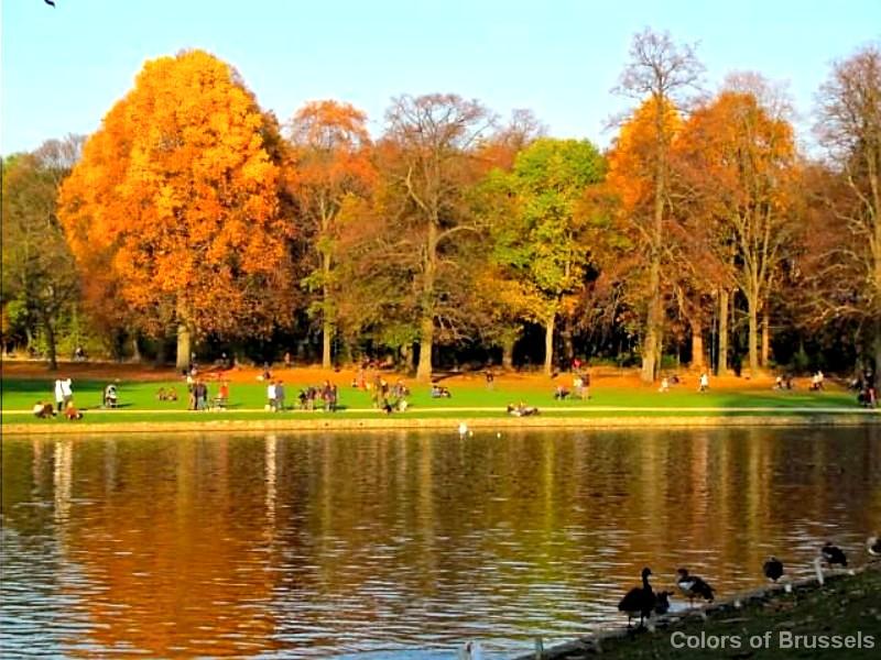 Colors of Brussels: Fall Foliage