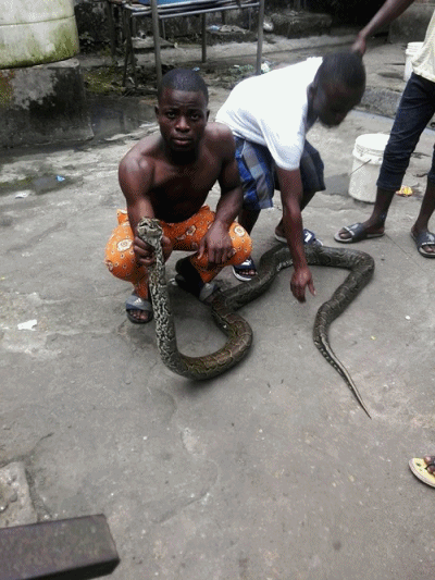 SCARY! Photos of Huge Python Killed by Teenagers in Akwa Ibom State