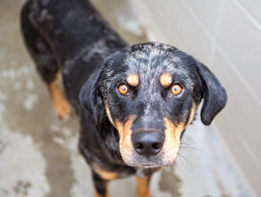 Shelter Dogs of Portland: "DENVER" very handsome aussie/rottie mix