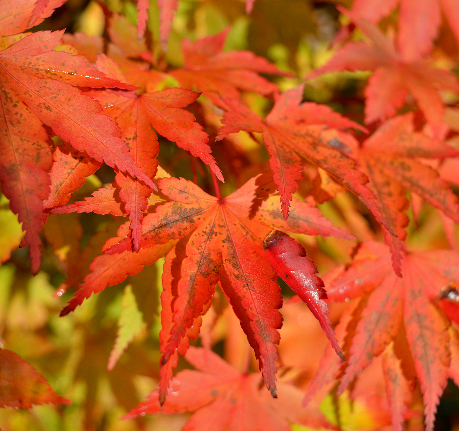IF YOU GO DOWN TO THE WOODS TODAY....: November 2016