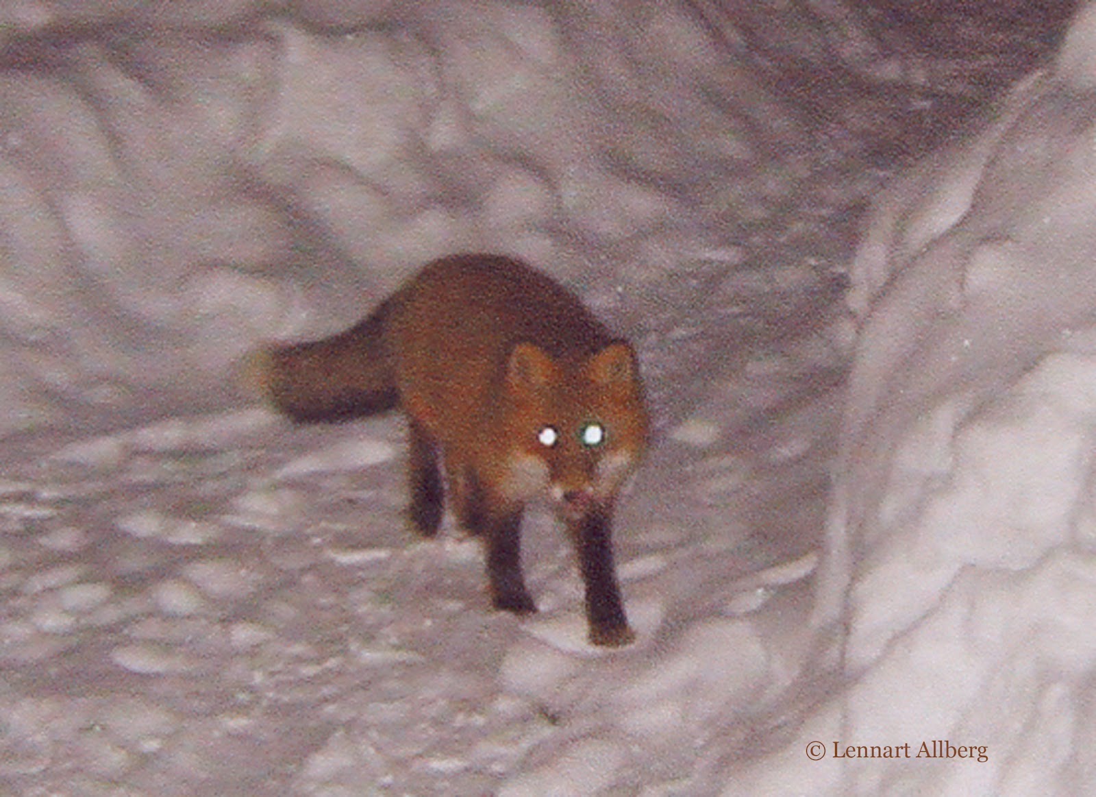Lyckans smed - Samtidigt i MalinMatildas hjärna: Rävar raskar
