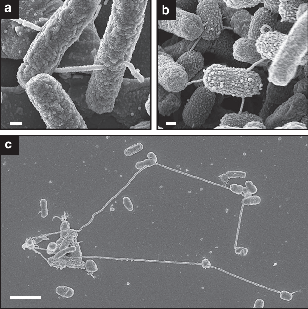 BacterioFiles - the Microbiology Podcast for Microbe Lovers