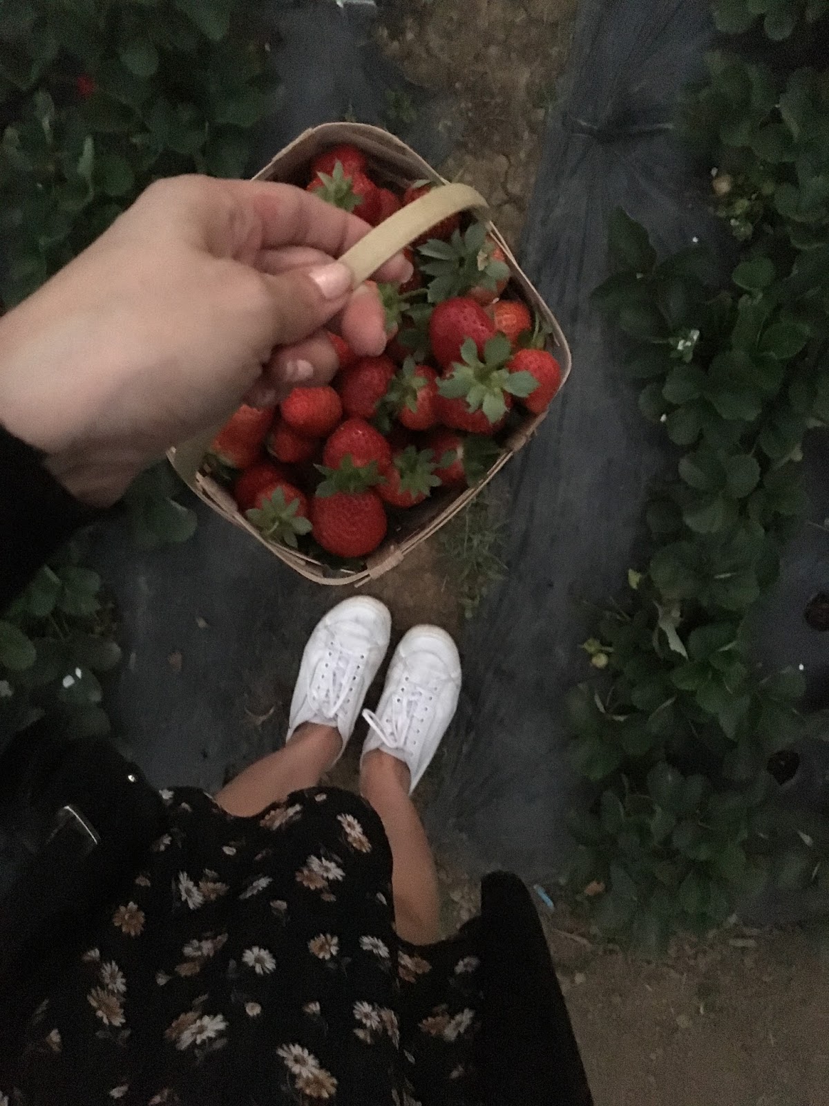 The Bandwagon Chic: Strawberry Picking Experience in Benguet + Foods to ...