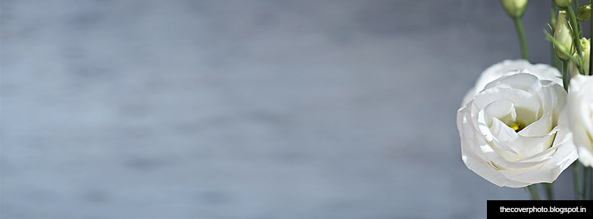 White Rose Facebook Timeline Cover Images | The Cover Photos
