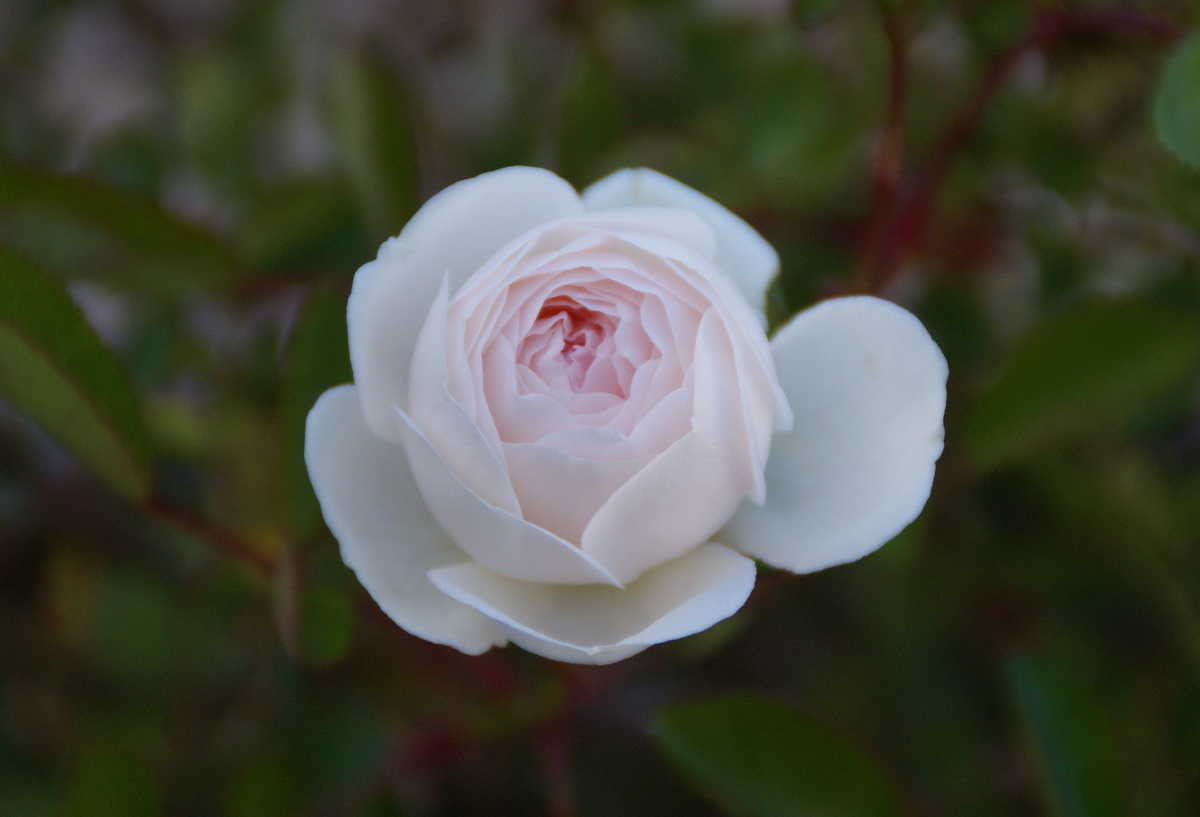 Organic Garden Dreams: May Roses