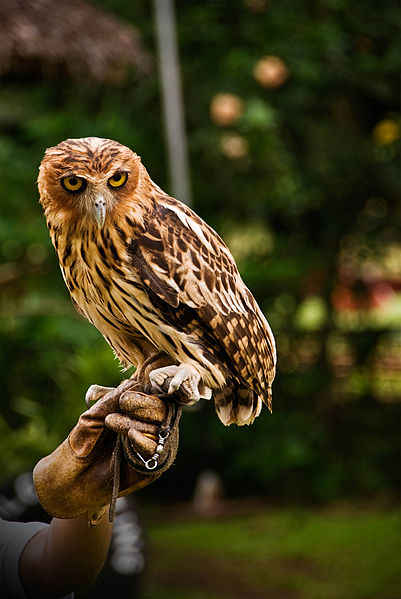 Philippine Endangered Species: Philippine Eagle-Owl (Bubo philippensis)