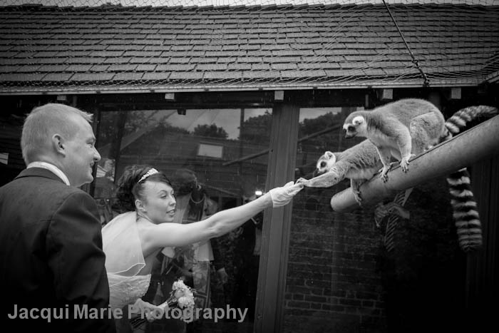 Jacqui Marie Wedding Photography: Vintage Wedding at Marwell Zoo...but ...