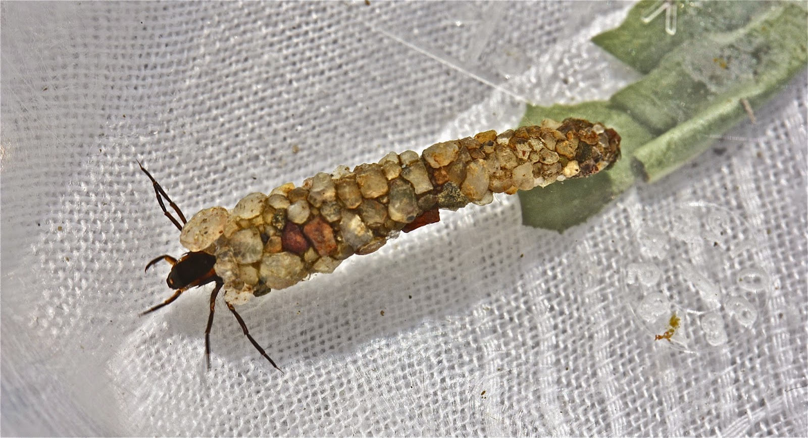 Aquatic Insects of Central Virginia: A third strong-case maker ...