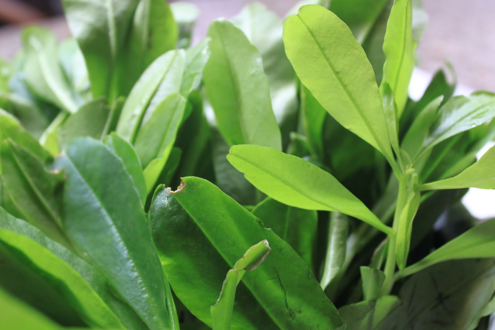 chicharo vegetable in english