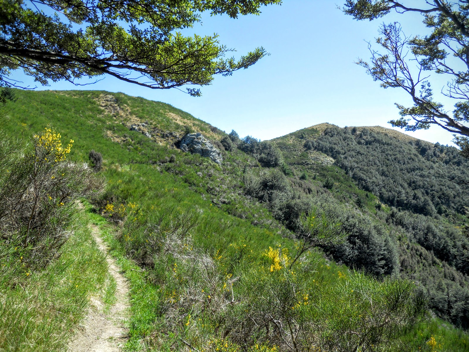 Tramping in the New Zealand backcountry: NZ Bush Adventures: Mt Grey ...