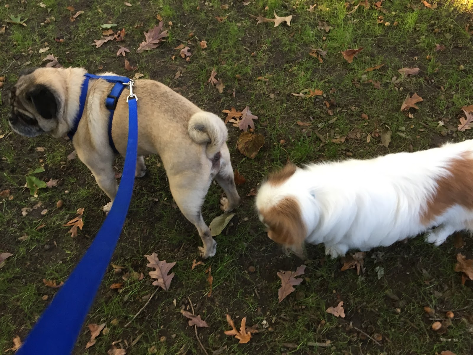 Must Love Pekes: PING THE PUG