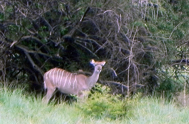 Remote Camera Trap - South Africa: Wrapping Up Suikerbosrand