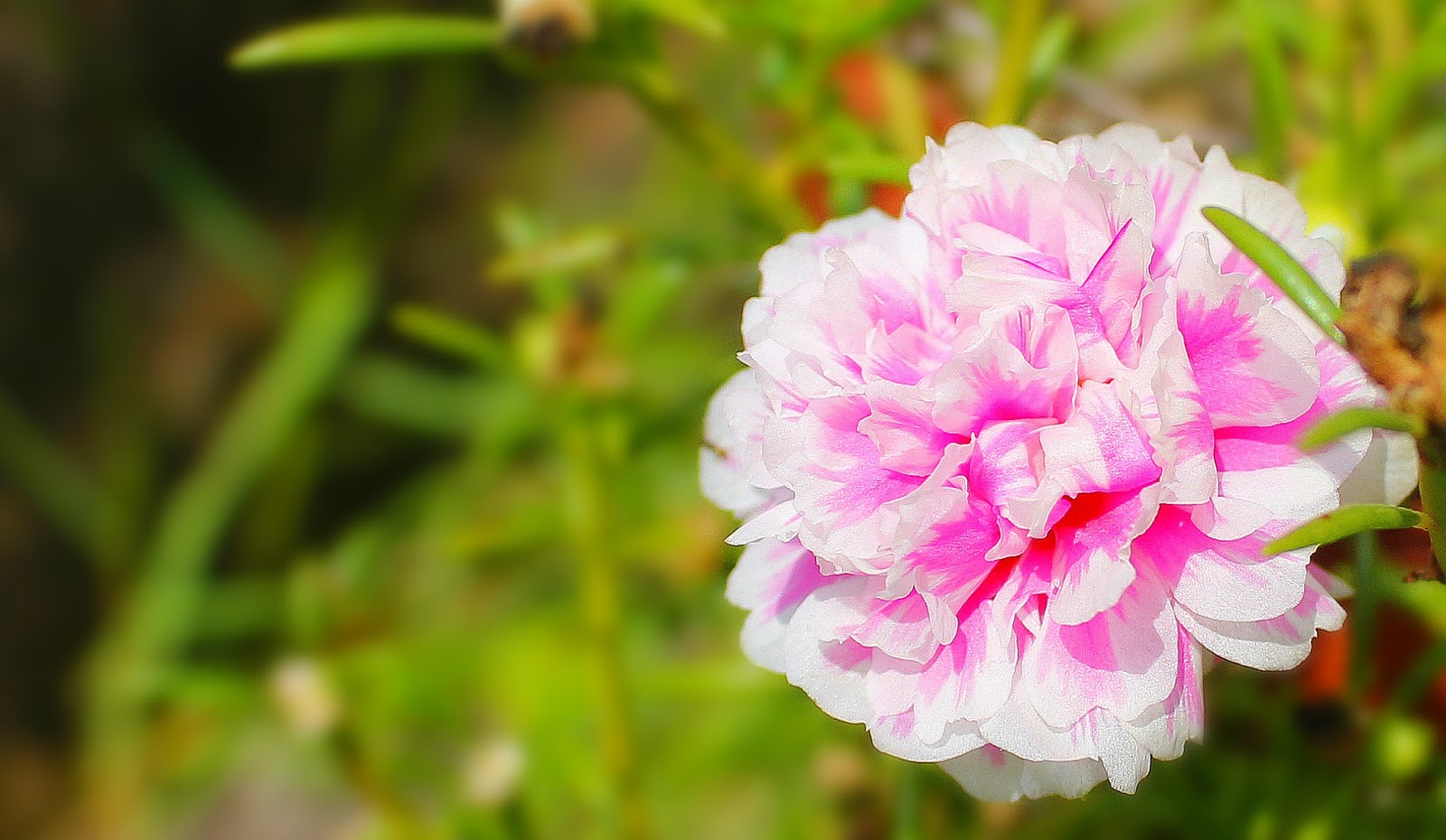 Foto Macro Bunga Krokot Jepretan Hari Ini - WEB | LOVEHEAVEN 07