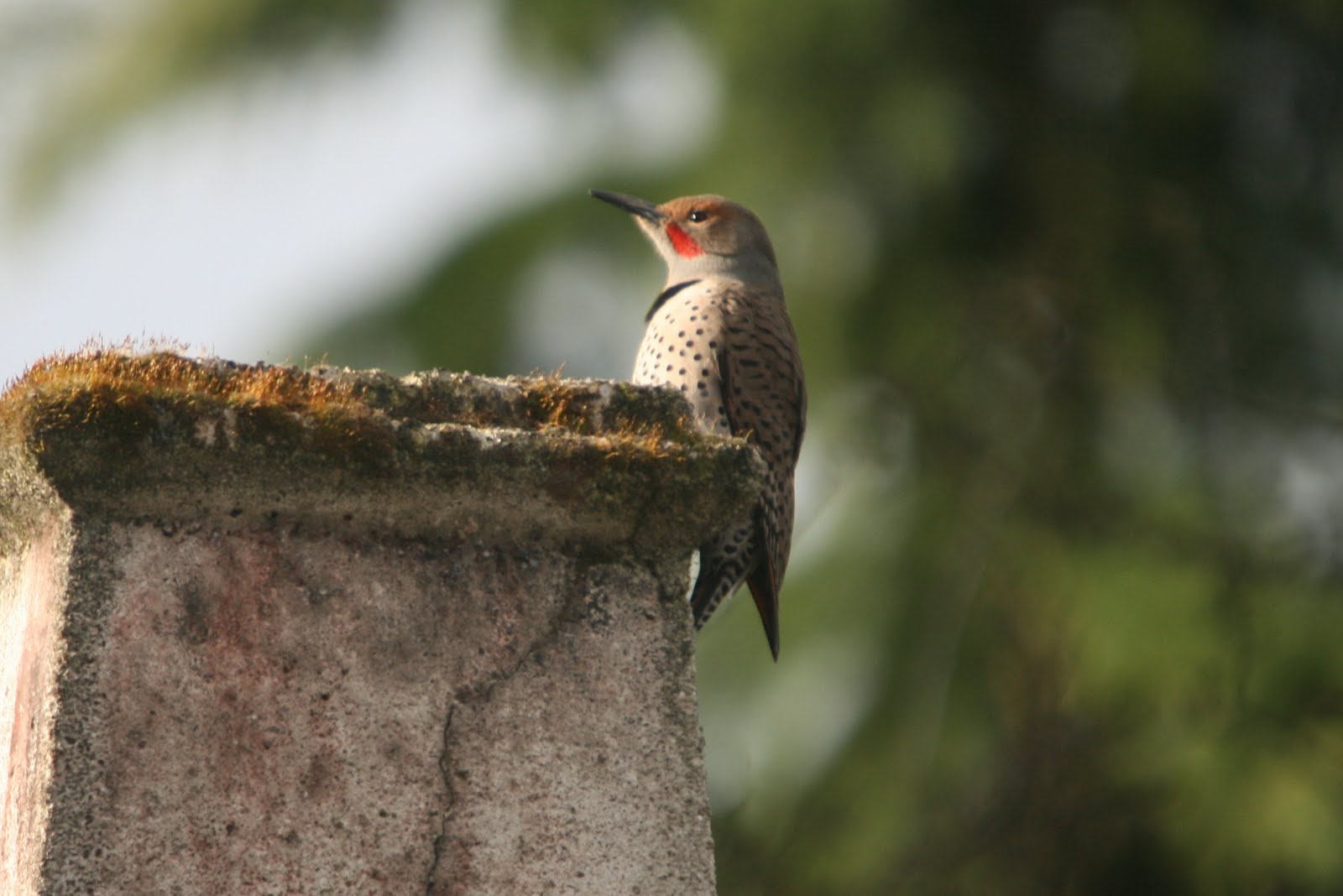 Birdland West: Flickers, Rats and Starlings (Spring heats up, despite ...