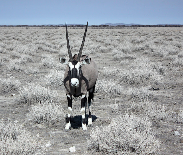 AAA ACCADEMIA AFFAMATI AFFANNATI: Cucina di un'Africa ...