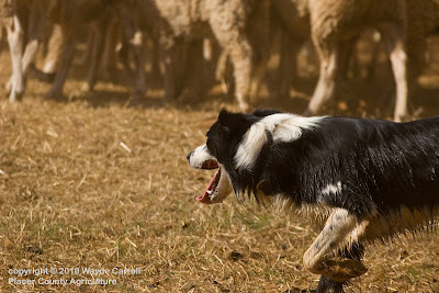 Foothill Agrarian: The Ethics of Working Stock Dogs