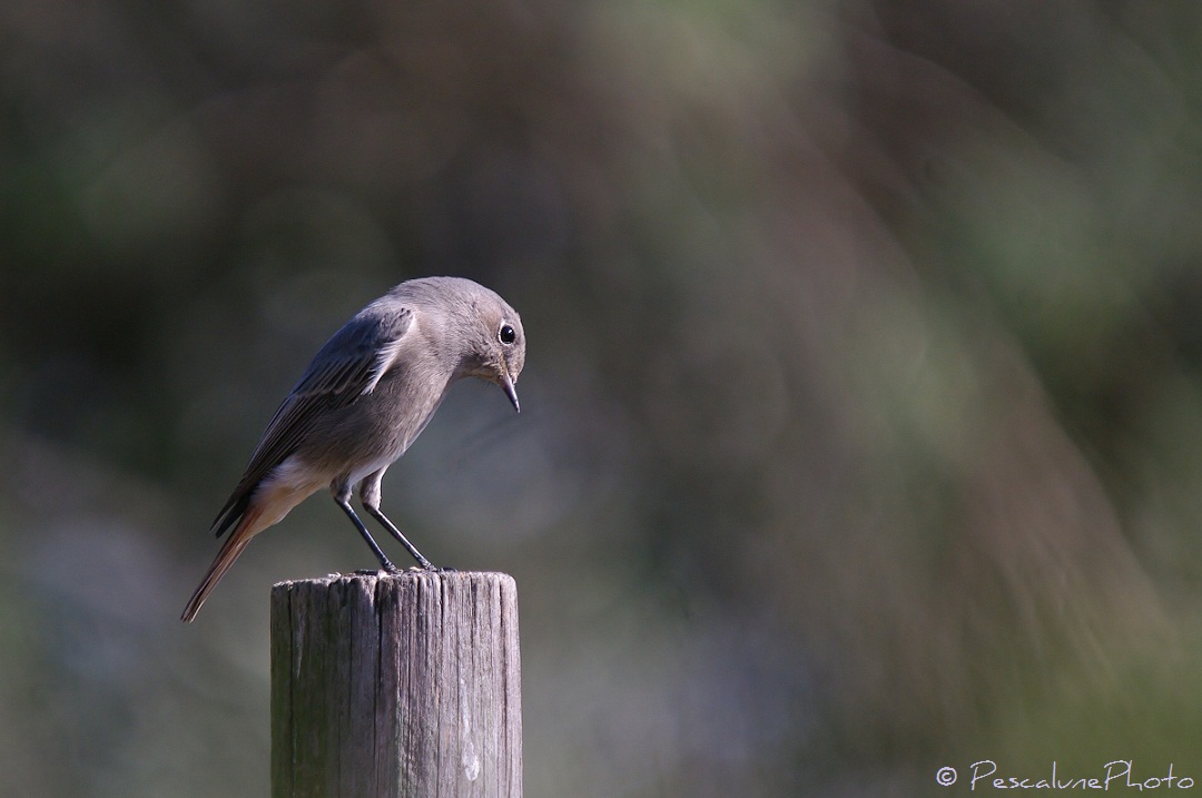 Pescalune Photo: Rougequeue noir (Phoenicurus ochruros), Black Redstart
