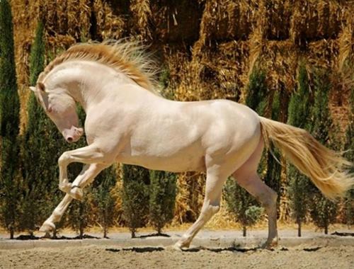 21 Majestic Horses With Most Unique And Splendid Colors
