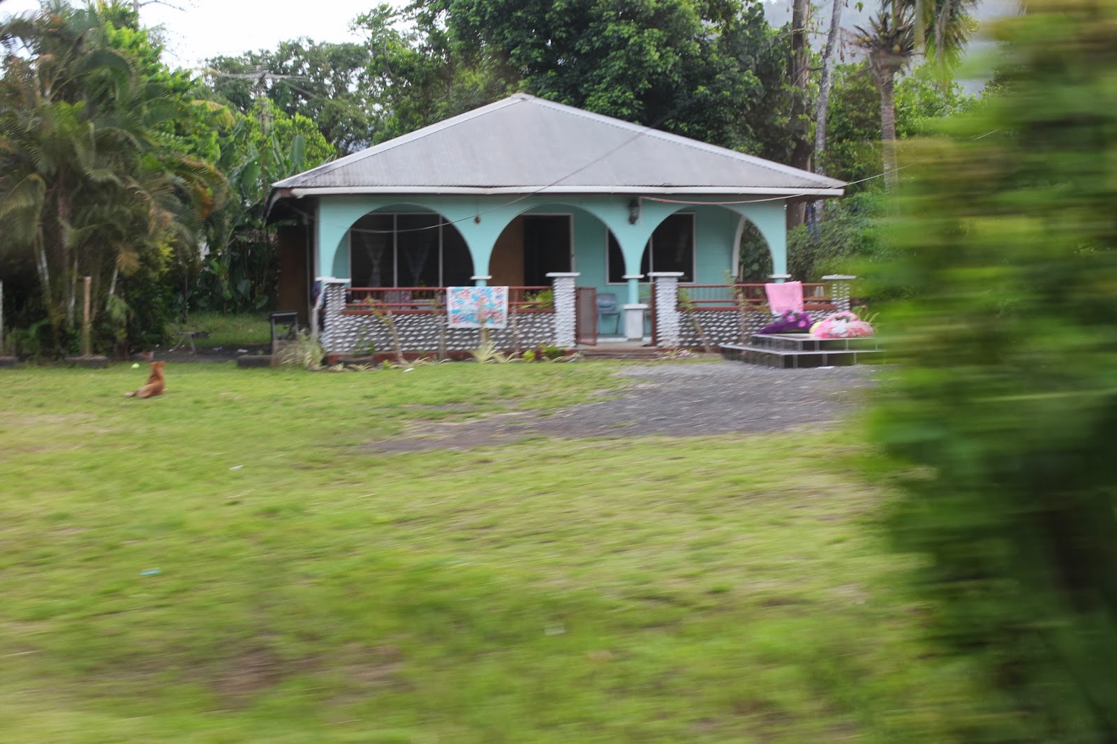 the yellow house in the U: Samoa - dog set