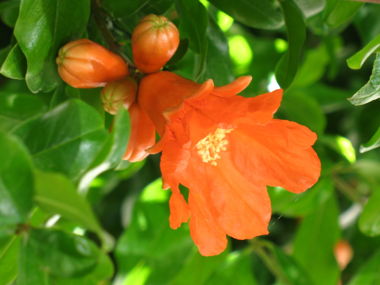 Jurnal de gradina: Flori de rodiu