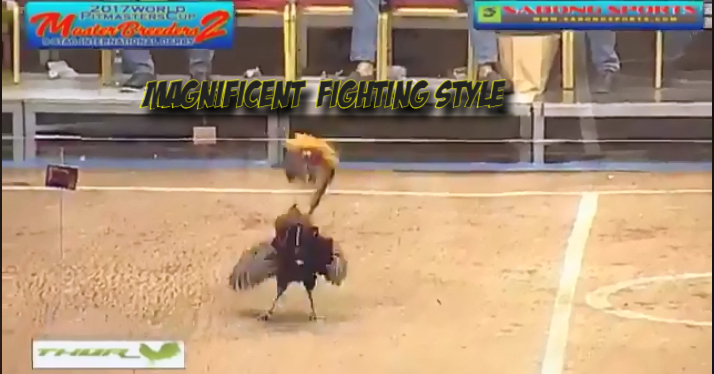 Watch!! Atong Ang's Gold - World Of Gamefowl