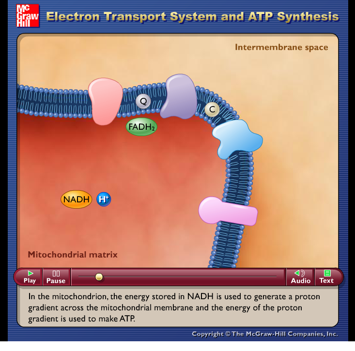 Sistem transport elektron dan Sintesis ATP