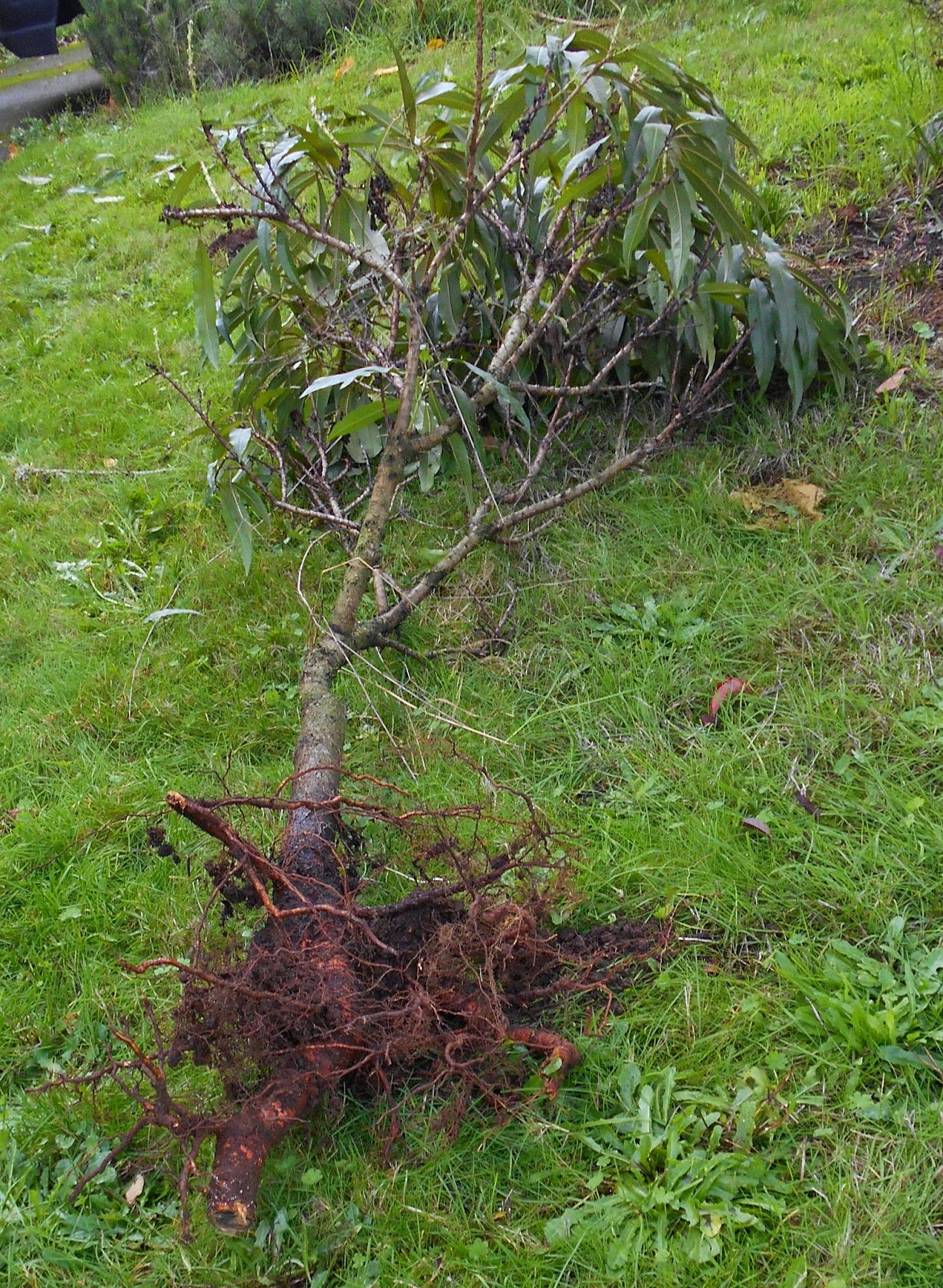 Daniel's Pacific NW Garden: Potting a Peach Tree and Some Tree ...