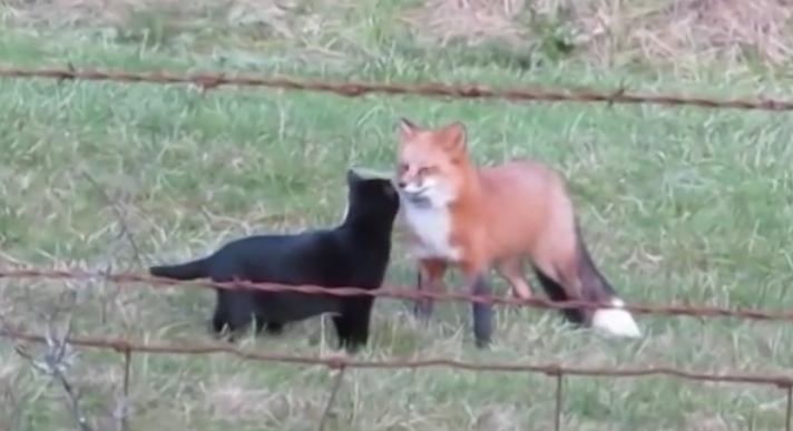 White Wolf : The adorable and mysterious friendship between a red fox ...