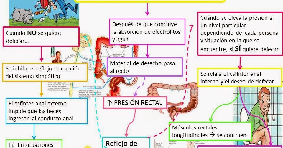 Blog de Fisiología Básica de Sofía Armenta Rodríguez III-4: Reflejo de ...