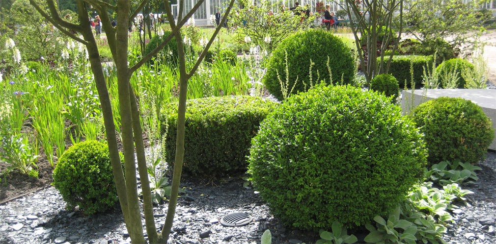 Topiary, formklippning av buskar, träd: Formklippt buxbom - Box