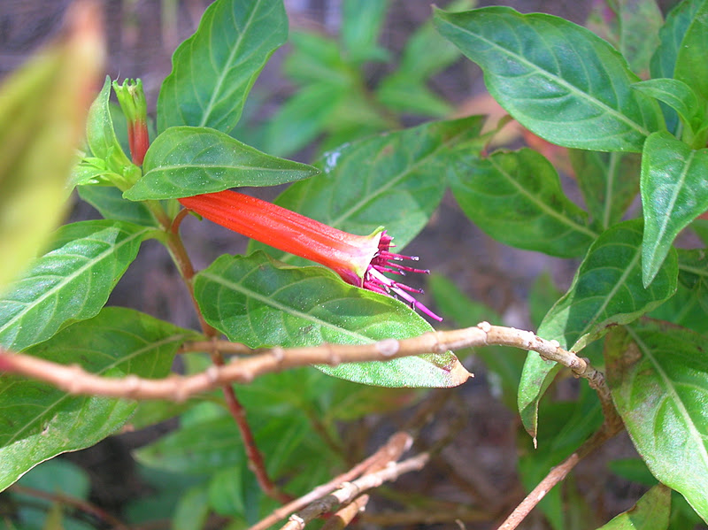 Recregarden: CUPHEA IGNEA