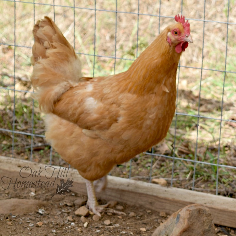 Keep Your Chickens Safe from Predators - Oak Hill Homestead
