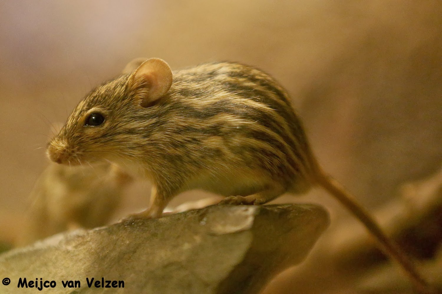 Meijco: Wonderwereld