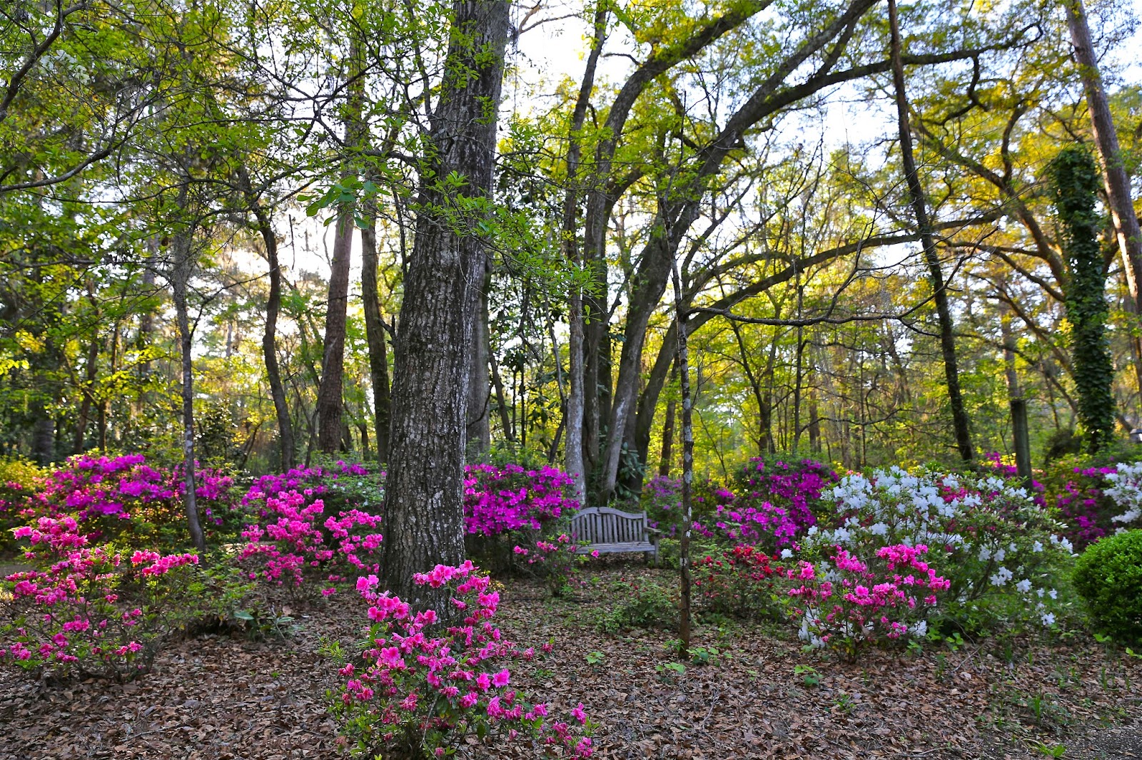 Sweet Southern Days: The Azaleas Are Blooming