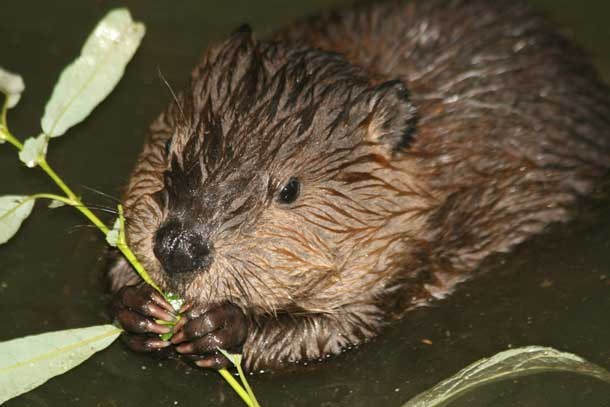 Cute Baby Beaver Photography