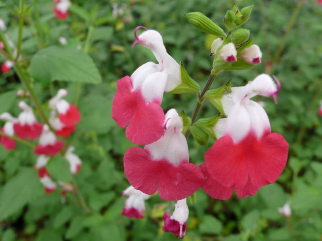 sauge arbustive - France News Collections