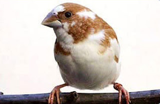 Bird Pictures and Information