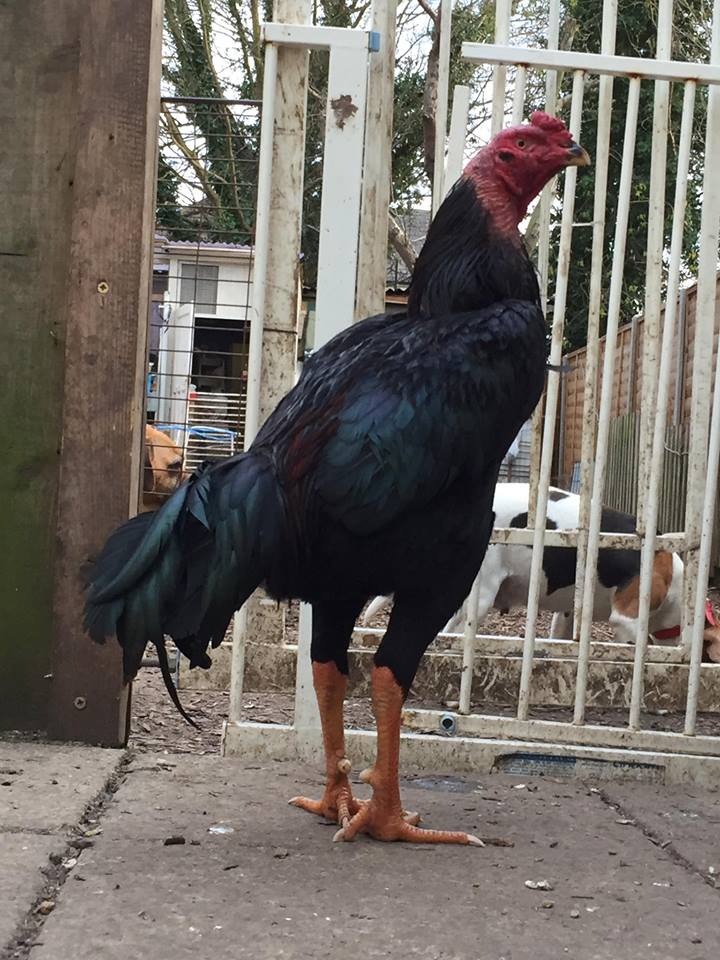 Ganoi X Asil | Ganoi Asil Mix | Ganoi Asil Hybrid | Raja Asil