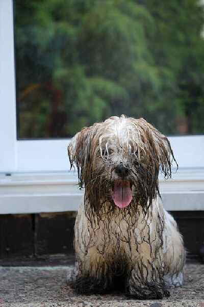 Wiki World: Messy Dog