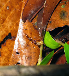 Photos and Info on Ants and Termites of Malaysia: Odontomachus Rixosus.