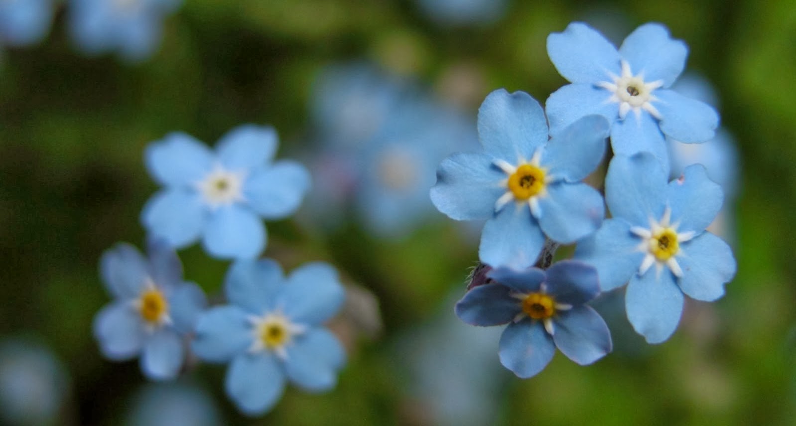 Dias Imortais : Flores azuis / O mundo de Lú