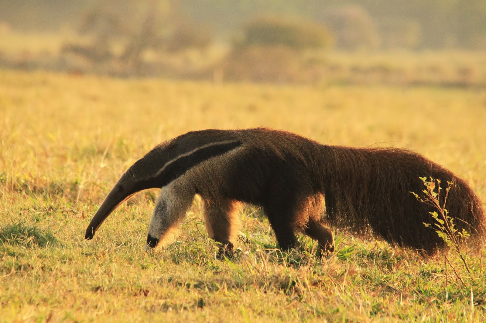 The Ginger Naturalist : September 2013