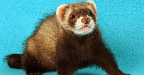 Jenis-jenis Ferret dan Harganya | Drh. Fira Sovica