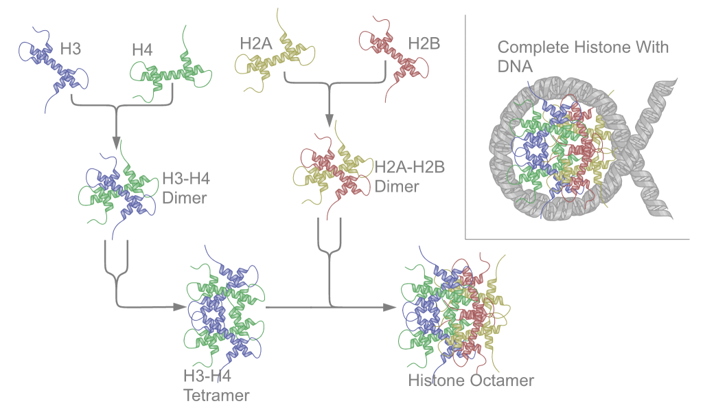 Epigenetics: A Biological Mystery : The Histone Code