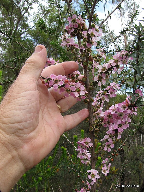 Sydney's Wildflowers and Native Plants: Leptospermum squarrosum - Pink ...
