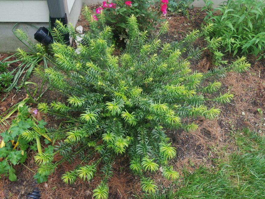 Future Plants by Randy Stewart: Cephalotaxus - Plum Yew